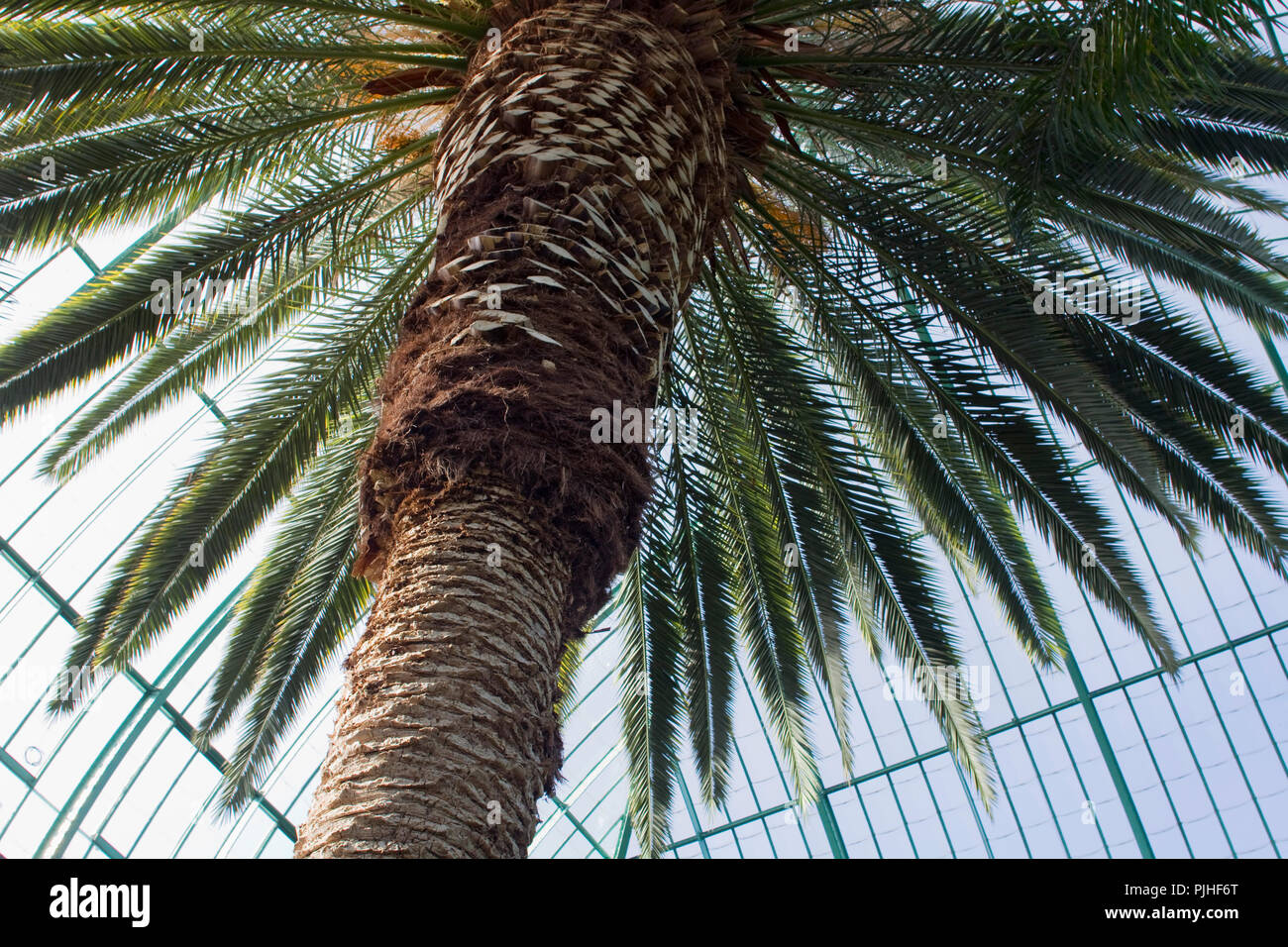 France, Paris, Jardin des Serres d'Auteuil, palm tree inside the ...