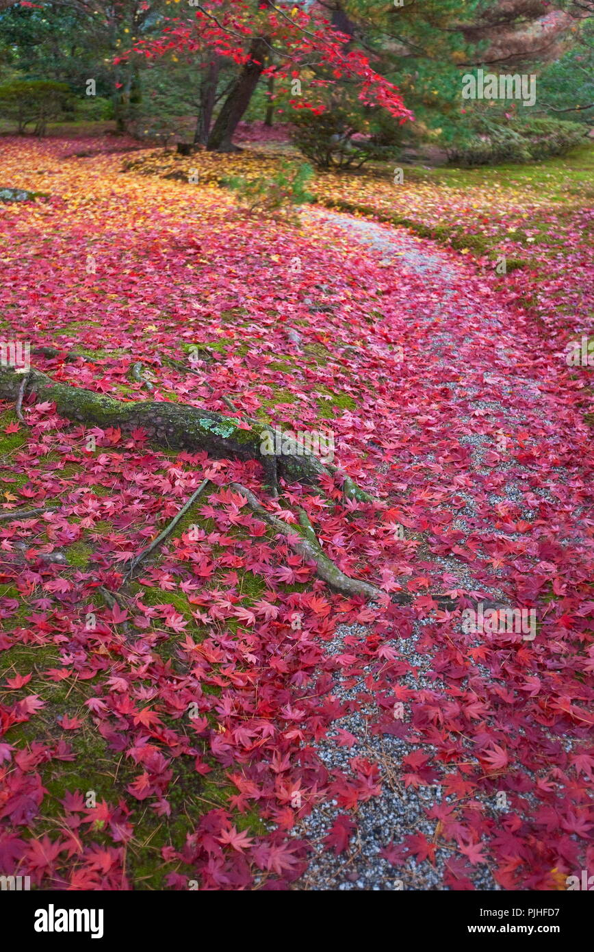 Japan, northeastern area of Kyoto, autumn maple leaves covering a ...