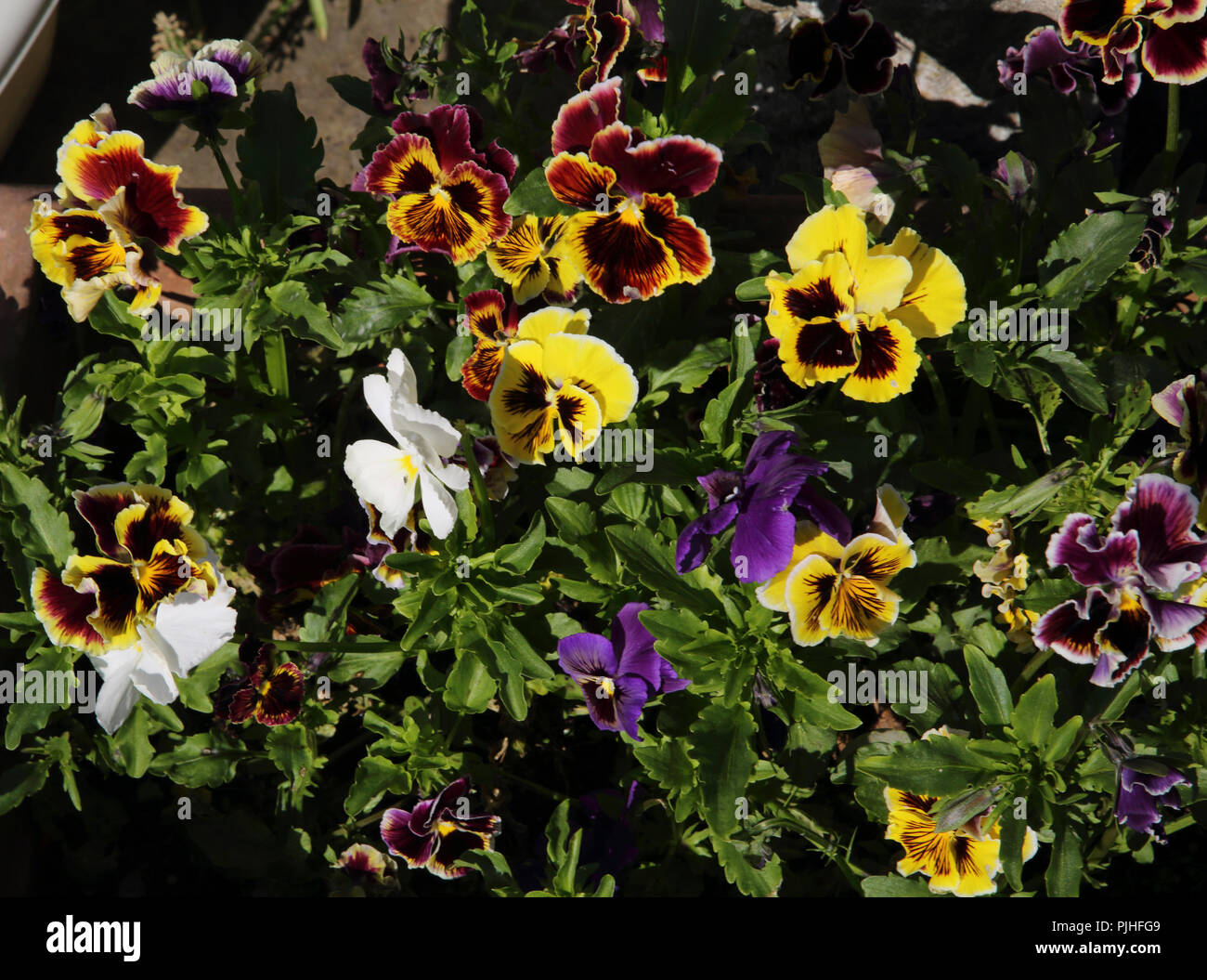 Colourful pansies garden hi-res stock photography and images - Alamy