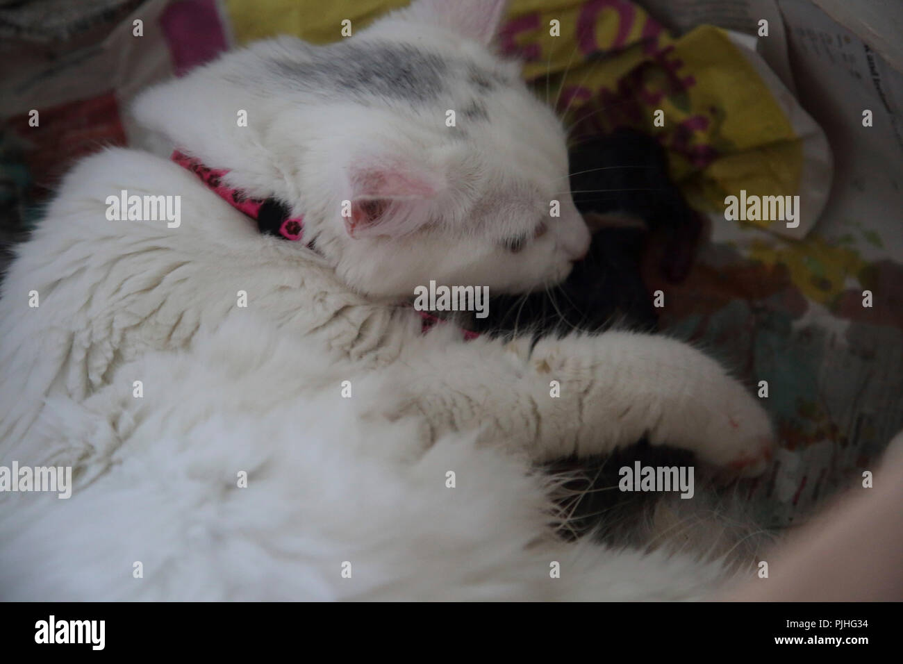 White Turkish Angora Cross With Maine Coon Cat With Newborn Kittens