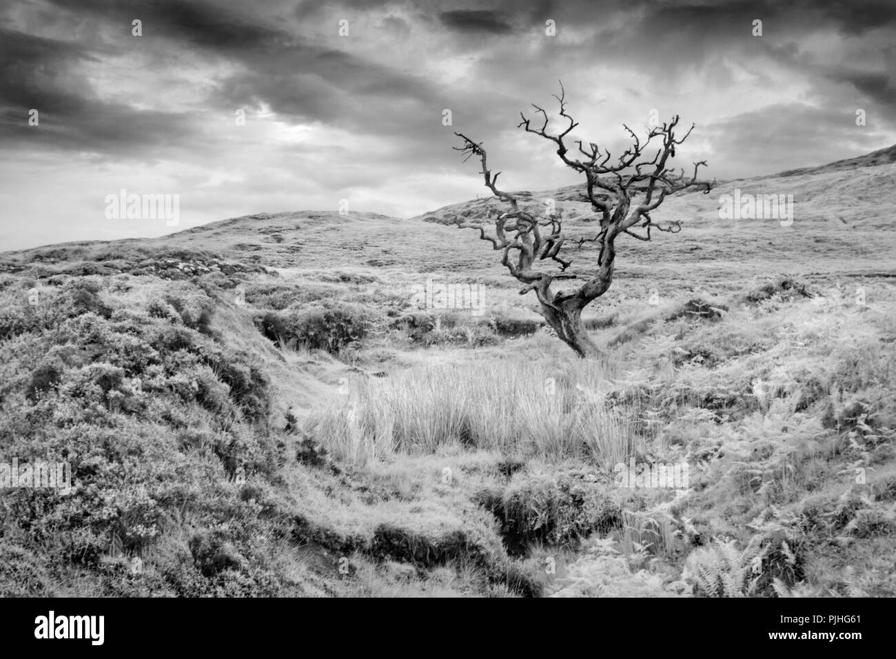 View on tree in Black and White Stock Photos & Images - Alamy