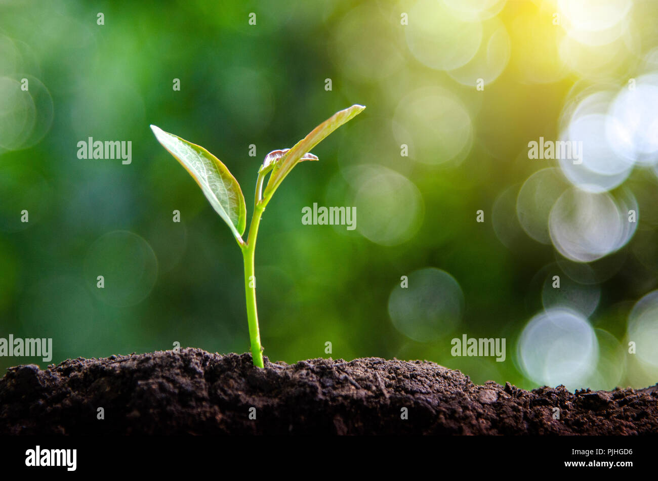 Planting seedlings young plant in the morning light on nature ...
