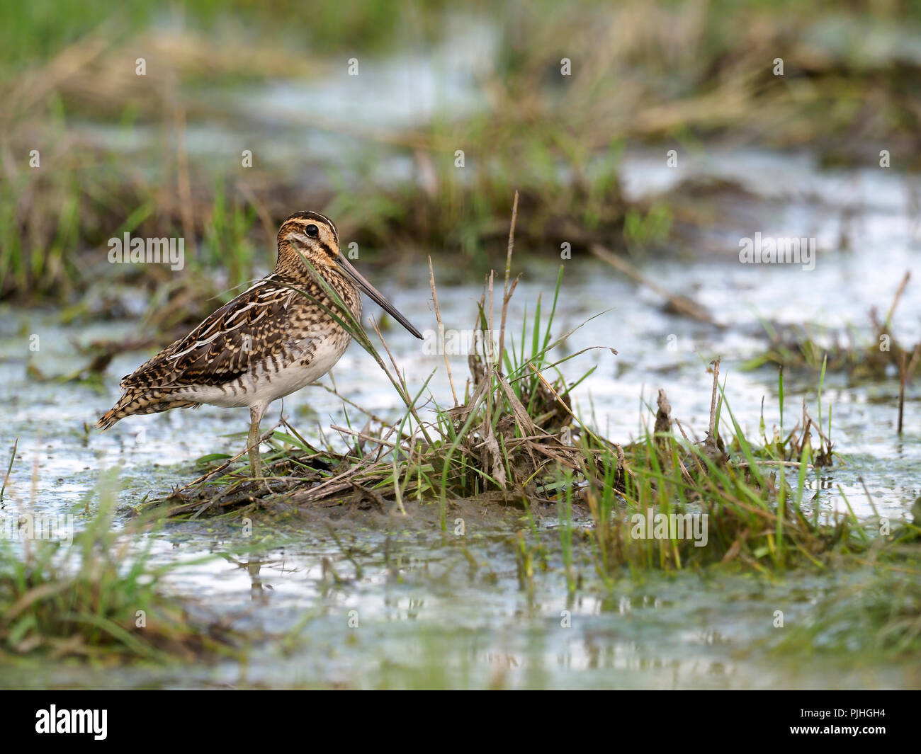 Common snipe, Gallinago gallinago, Single bird in water, Hungary ...