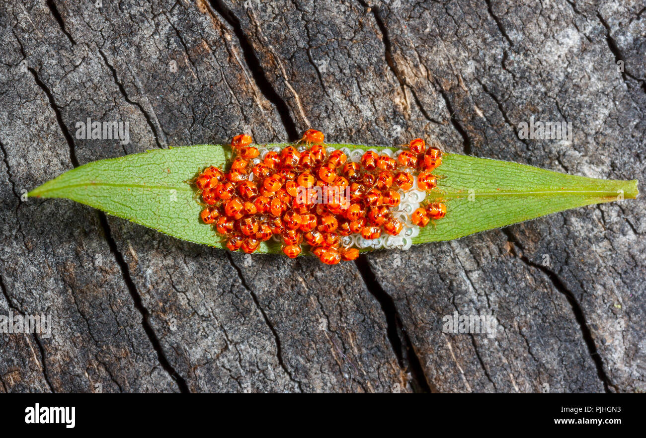 small newborn orange bedbugs hemiptera on a green leaf on an old piece ...