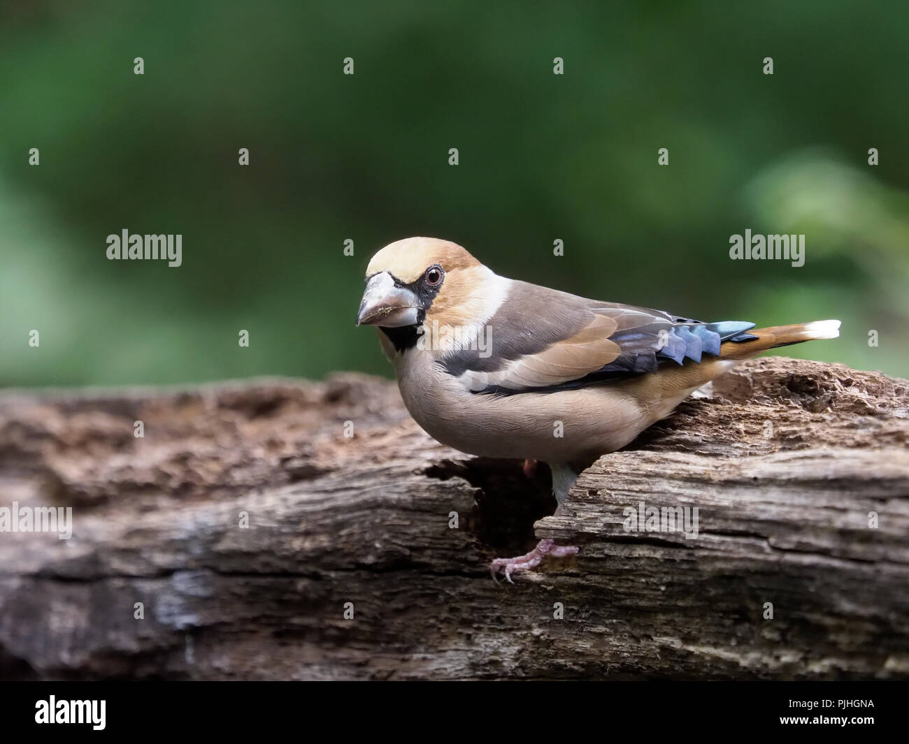 Hawfinch, Coccothraustes coccothraustes, Single bird on log, Hungary ...