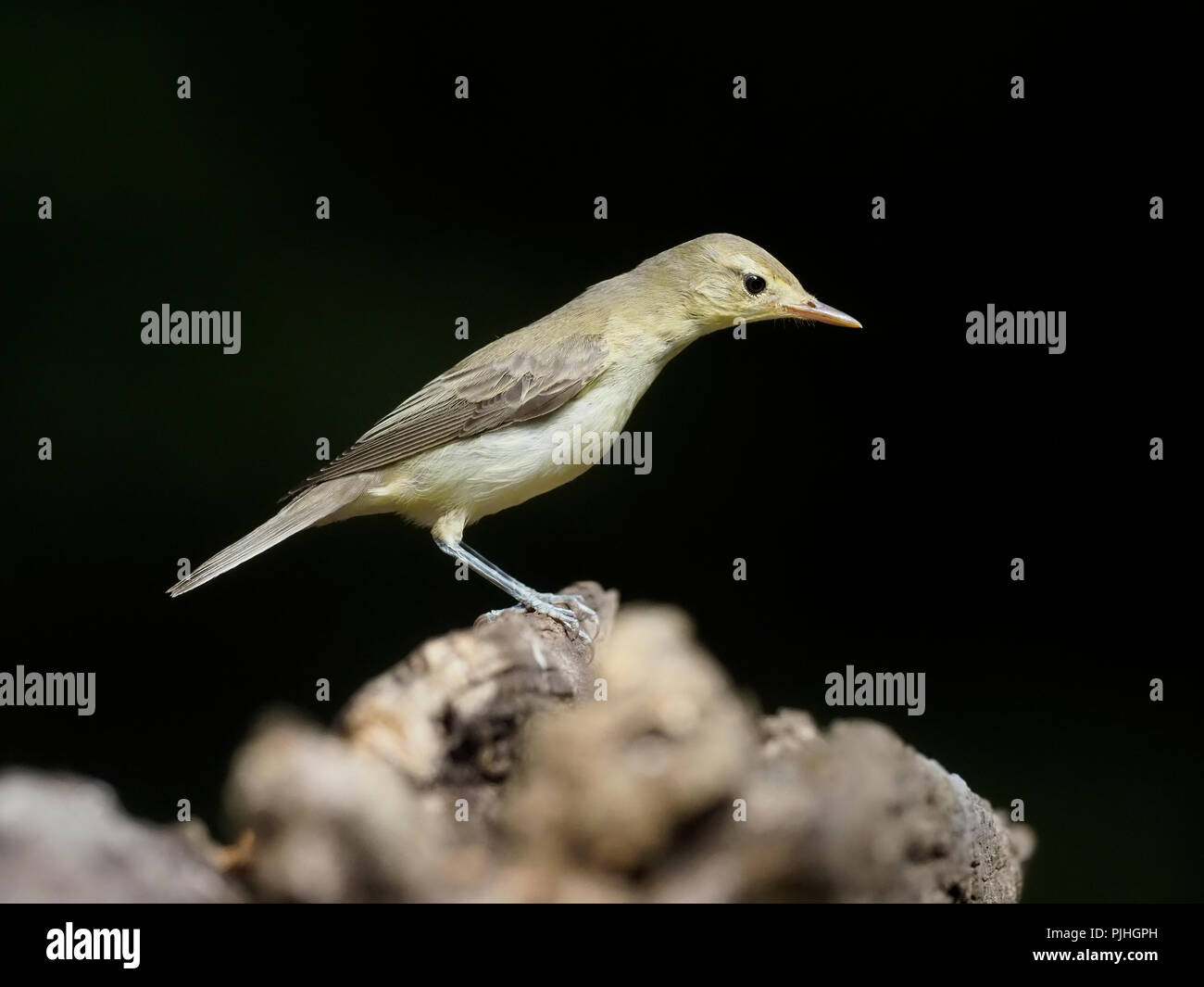 Icterine Warbler Hippolais Icterina High Resolution Stock Photography ...