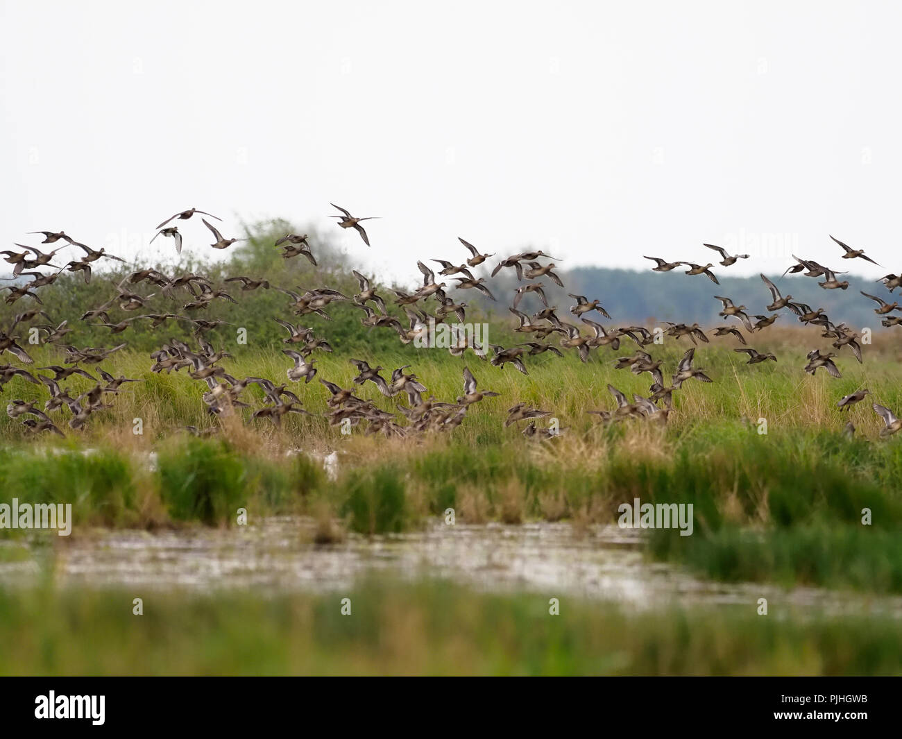 Flying teal september hi-res stock photography and images - Alamy