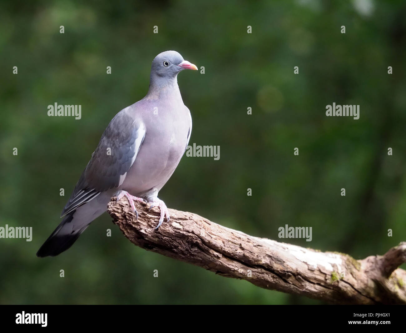 Wood pigeon, Columba palumbus, Single young bird on branch, Hungary ...