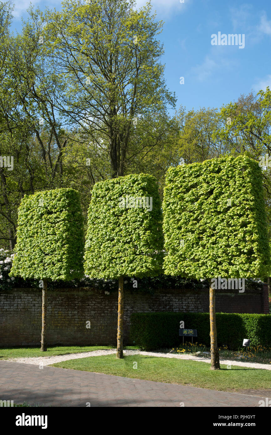Clipped trees of Acer campestre Stock Photo - Alamy
