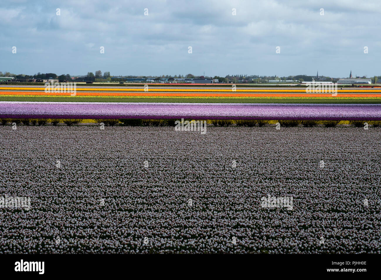 Bulbfields in the Netherlands Stock Photo - Alamy