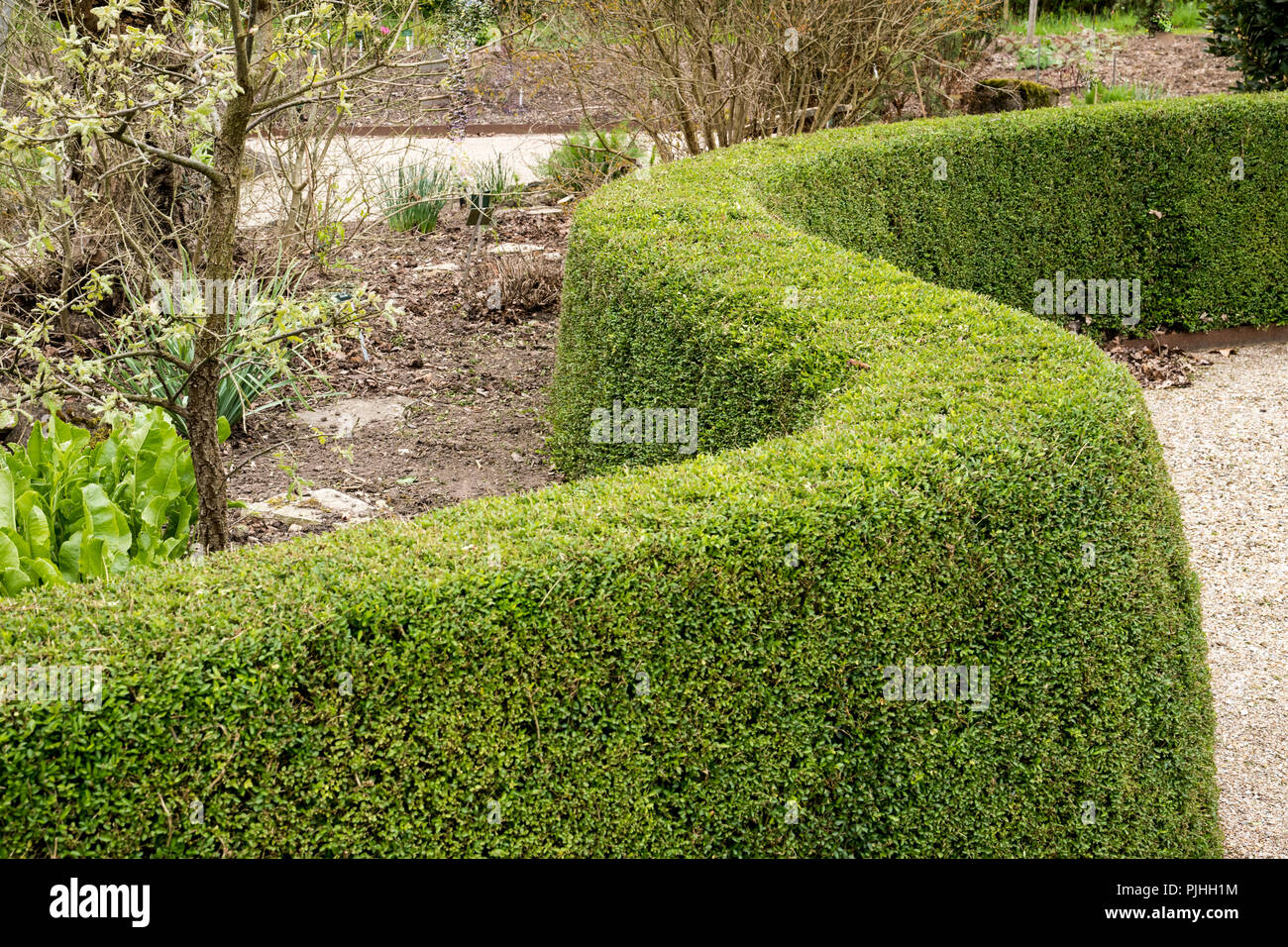 Beautiful curved hedge of Lonicera nitida 'Elegant' Stock Photo - Alamy