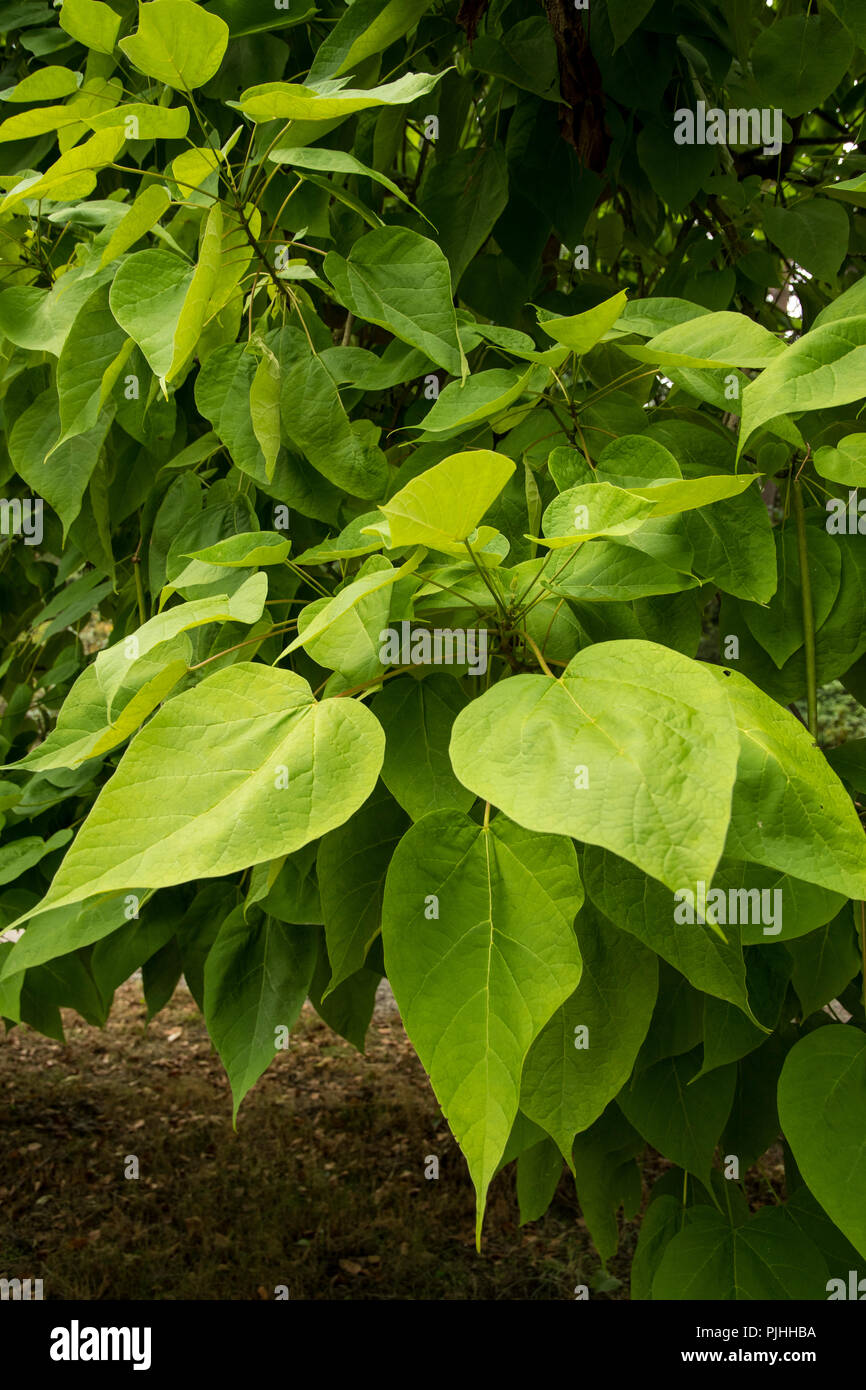 Branch with leaves of Catalpa speciosa Stock Photo - Alamy