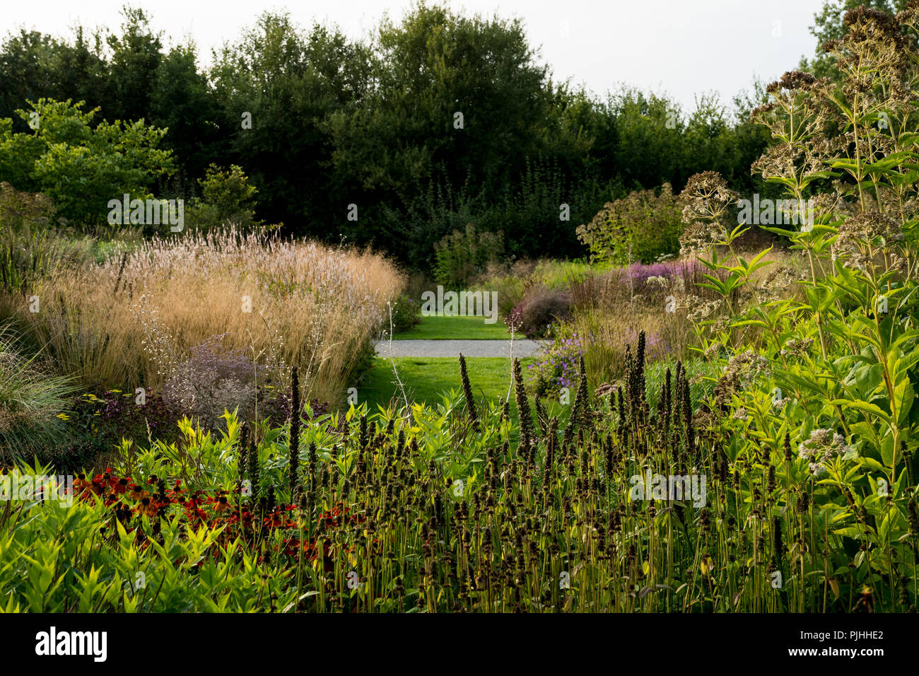 Ornamental grasses border grasses hi-res stock photography and images ...