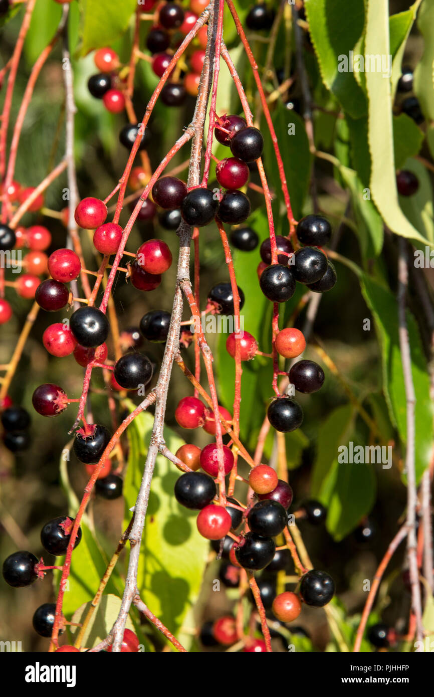 Black and red fruits of Prunus padus Stock Photo - Alamy