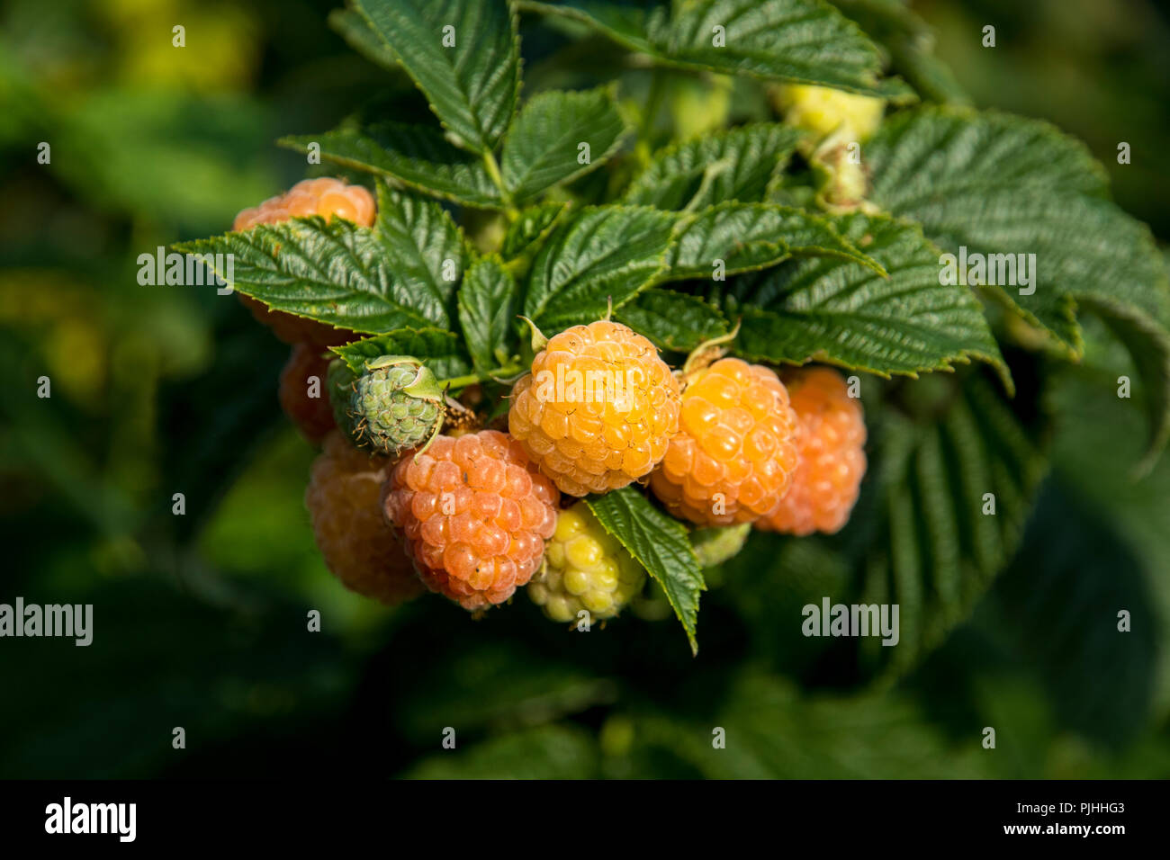 Fruits of Rubus idaeus 'Fallgold' Stock Photo - Alamy