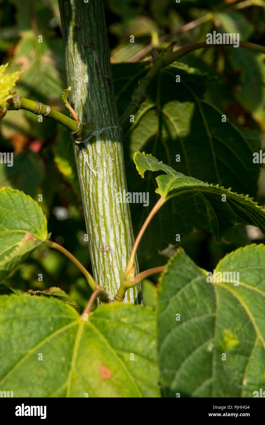 Striped bark hi-res stock photography and images - Alamy