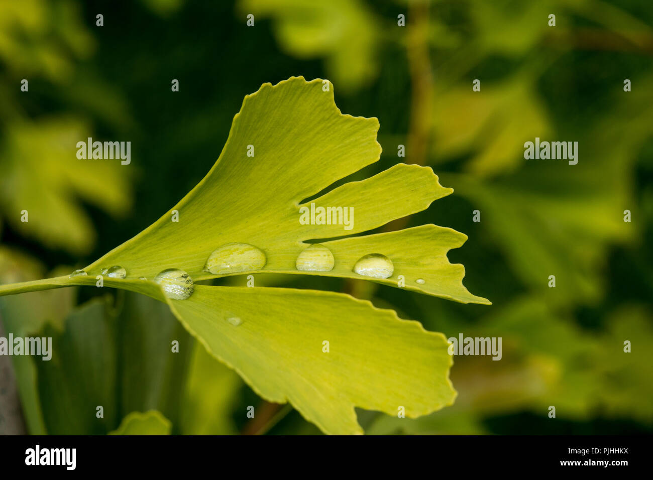 A single leaf of Ginkgo biloba Stock Photo - Alamy