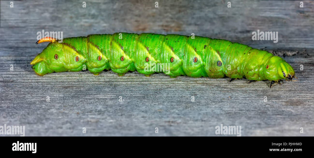 large green caterpillar Linden hawk moth close-up Stock Photo - Alamy