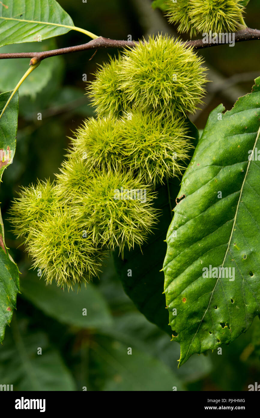 Castanea pumila hi-res stock photography and images - Alamy