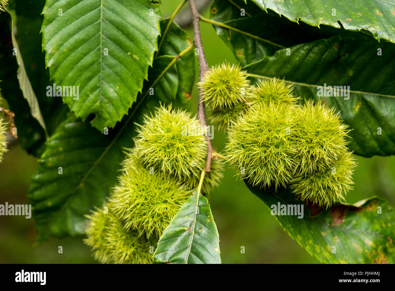 The spiny husks of Castanea pumila Stock Photo - Alamy