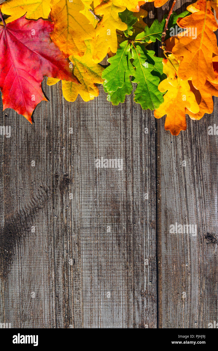 Dry fallen leaves lay hi-res stock photography and images - Alamy