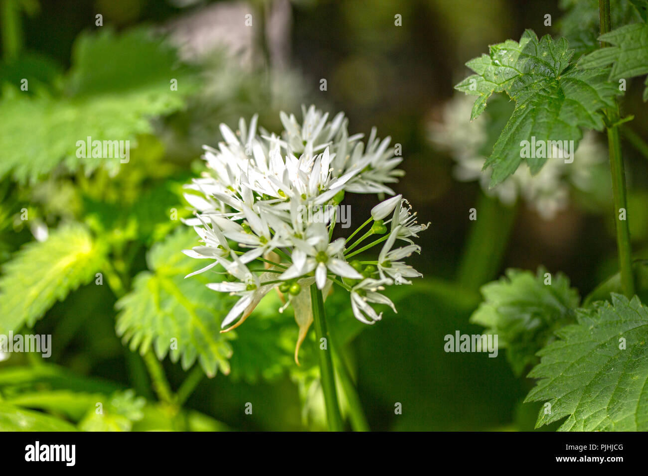 Monocot cross section hi-res stock photography and images - Alamy