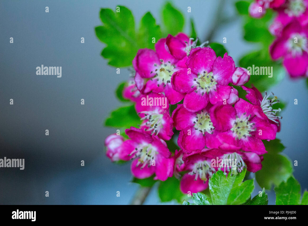 White flat topped flowers hi-res stock photography and images - Alamy