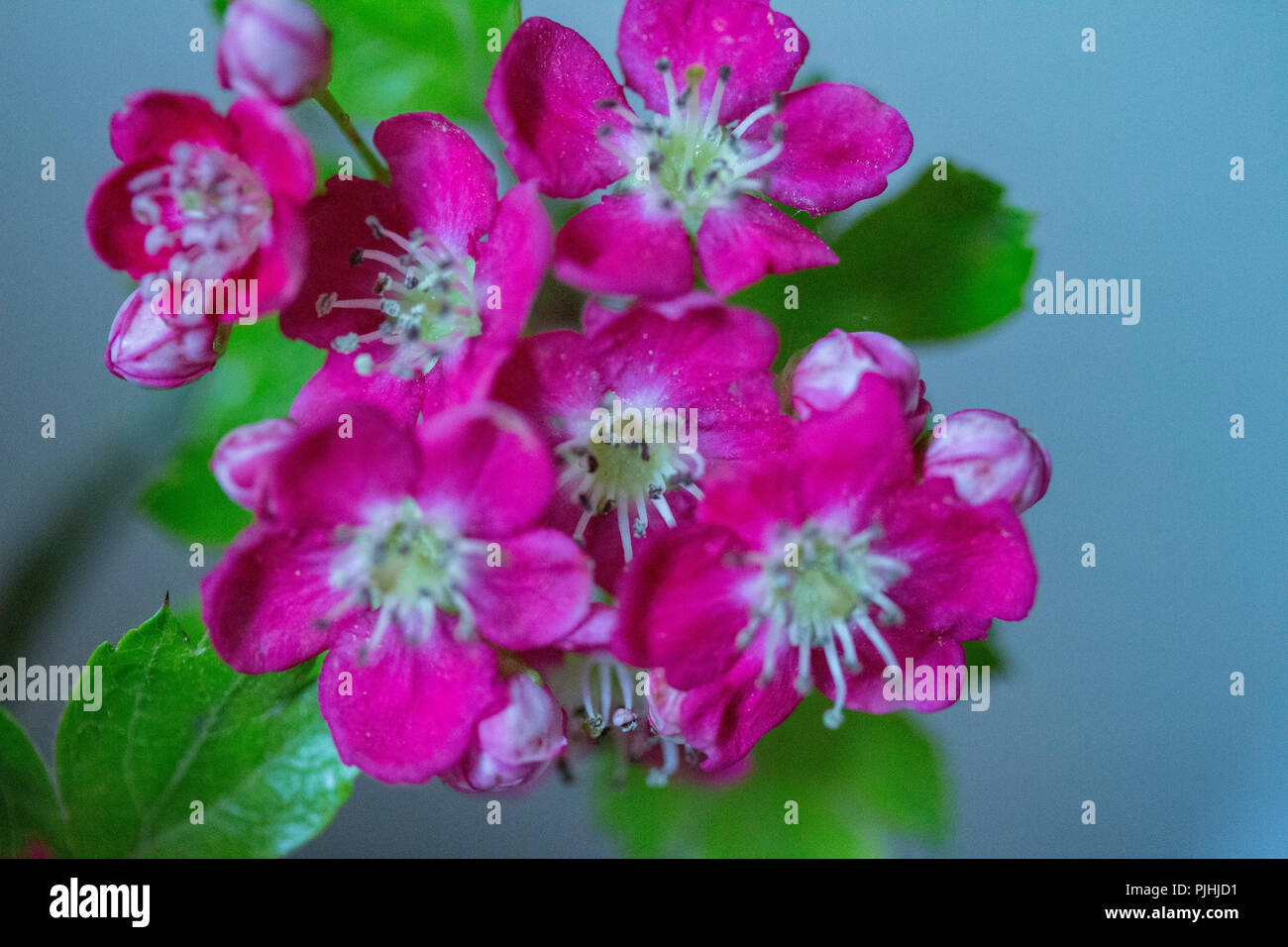 White flat topped flowers hi-res stock photography and images - Alamy