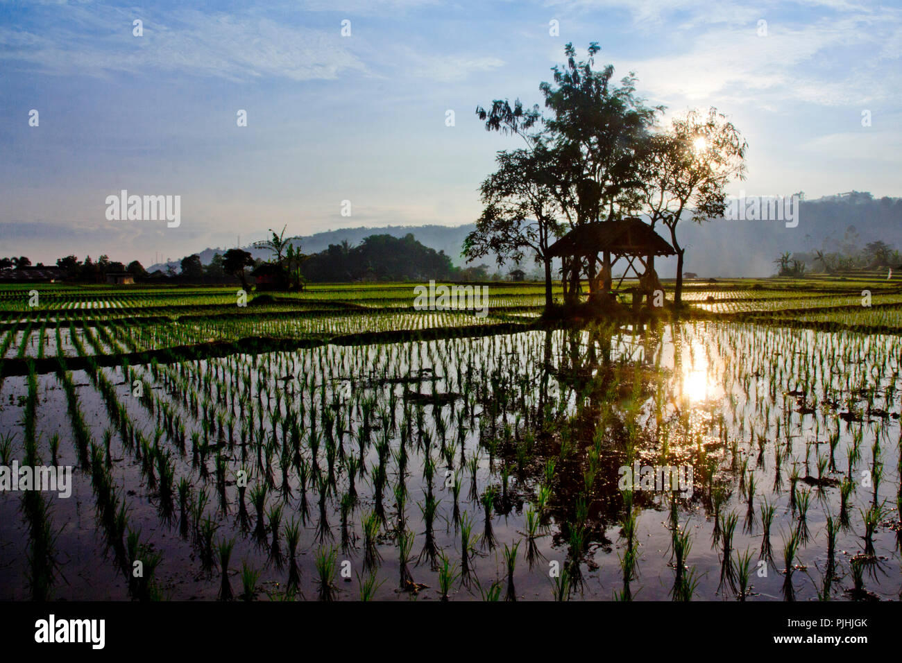 Rice field at sunrise, beautiful Indonesia landscape Stock Photo - Alamy
