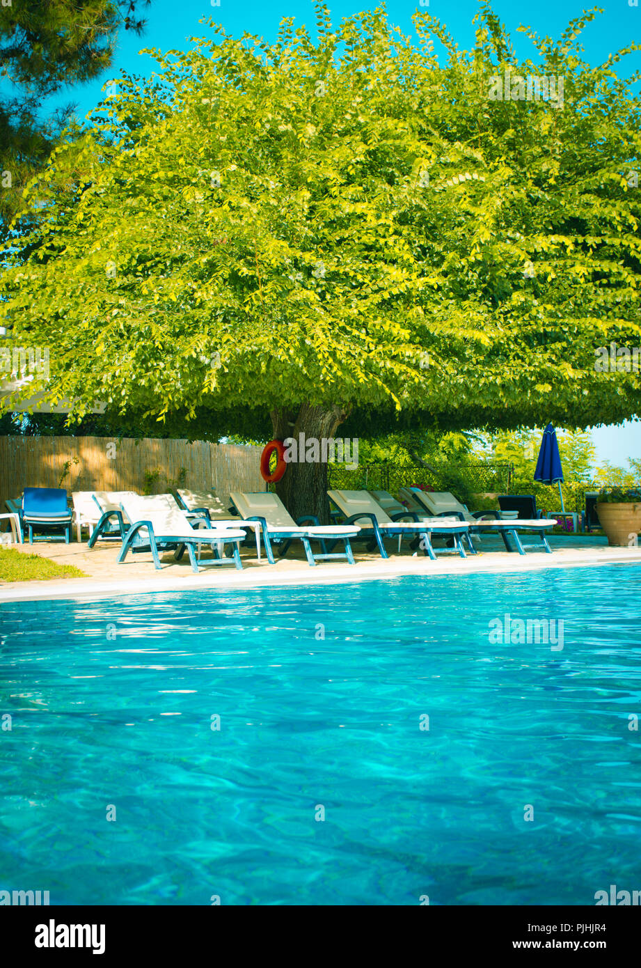 Parasol shaped tree next to a swimming pool Stock Photo - Alamy
