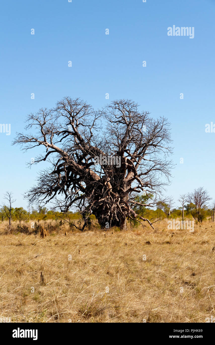 Adansonia digitata tree hi-res stock photography and images - Alamy