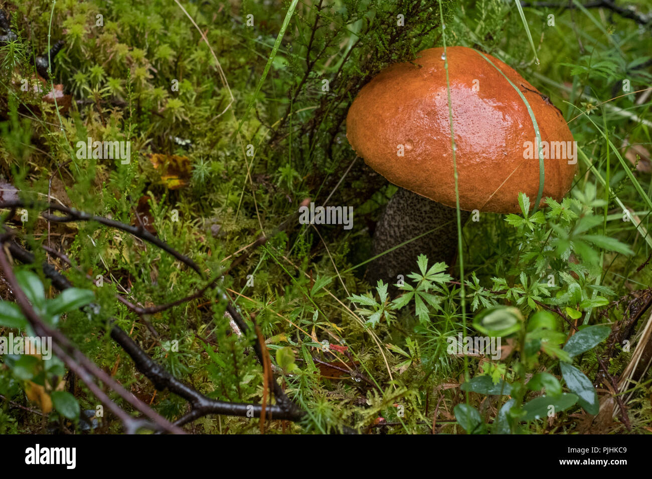 Orange birch bolete mushroom growing amongst grass in woods in the ...