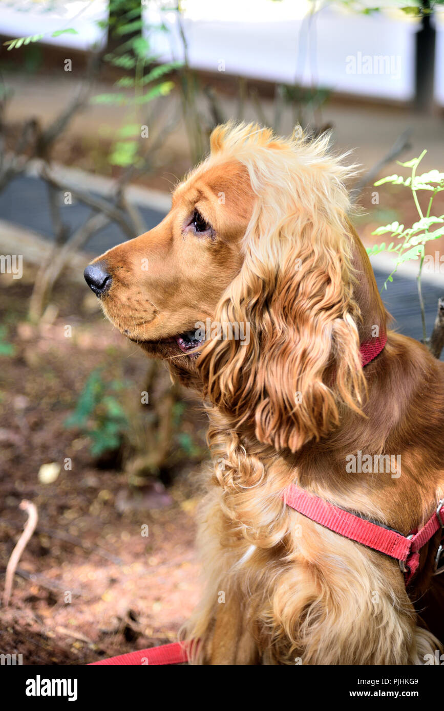 Dog playing in Garden Stock Photo - Alamy