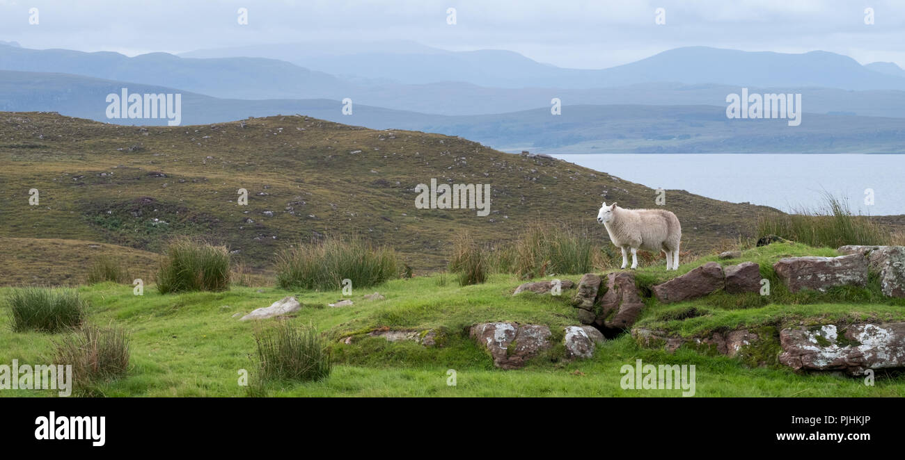 Panorama of lone sheep stands on rocks in the remote countryside of the ...