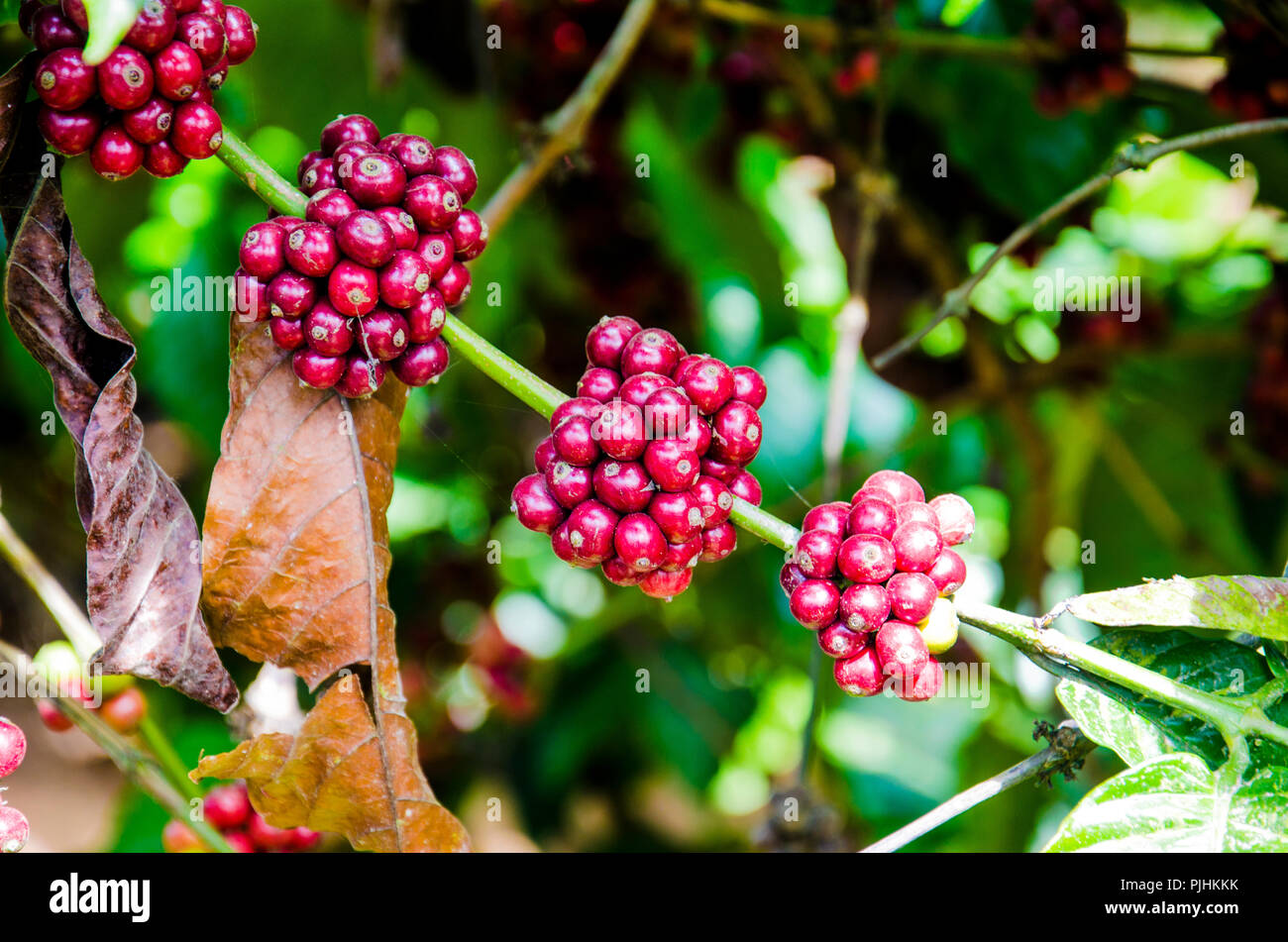 Beautiful red berries on branch of tree Stock Photo - Alamy