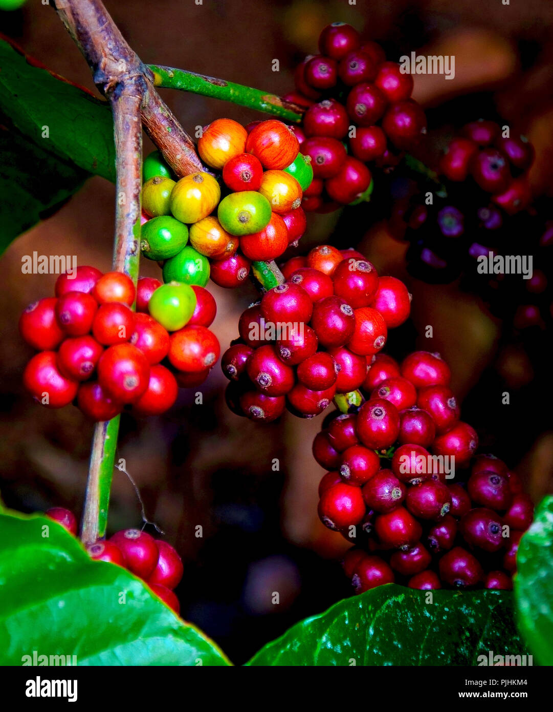 Beautiful red berries hi-res stock photography and images - Alamy