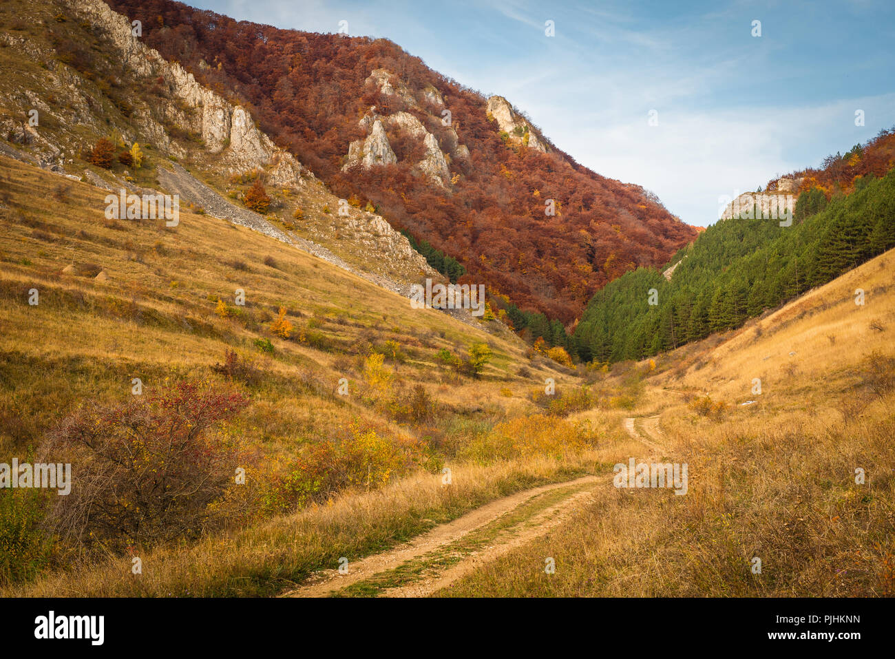 Autumn in Transylvania. Colorful foliage forest in the mountains ...