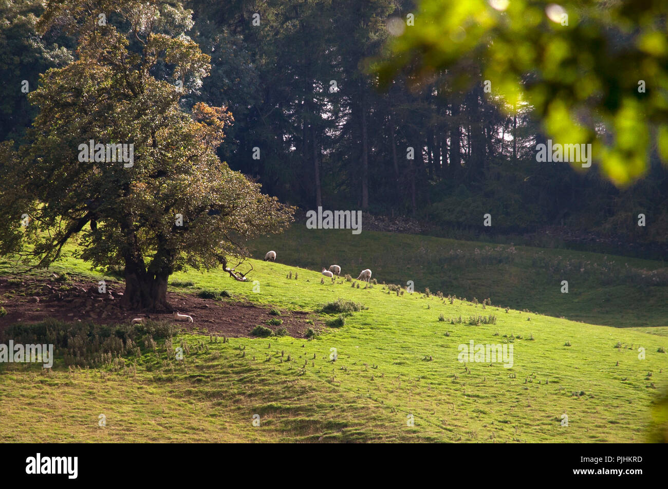 Stanhope farm hi-res stock photography and images - Alamy