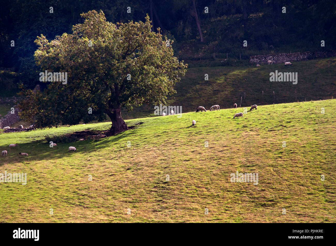 Stanhope, Weardale, County Durham Stock Photo - Alamy