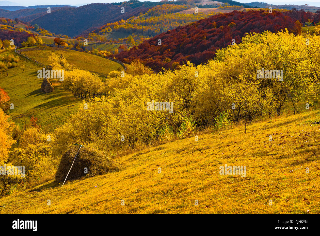 Autumn in Transylvania. Colorful foliage forest in the mountains ...