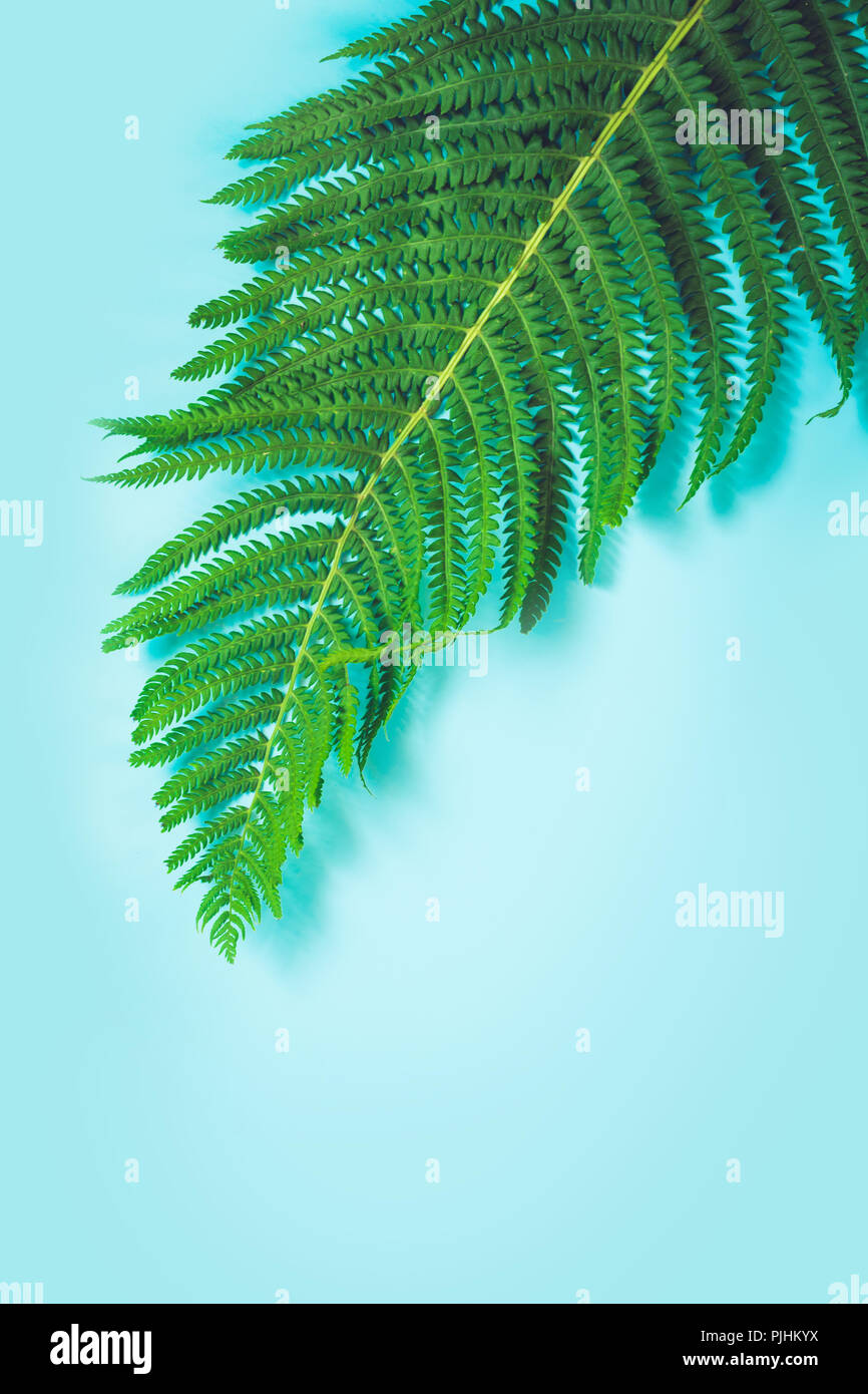 Single leaf of fern on pastel blue background. Top view, isolated with ...