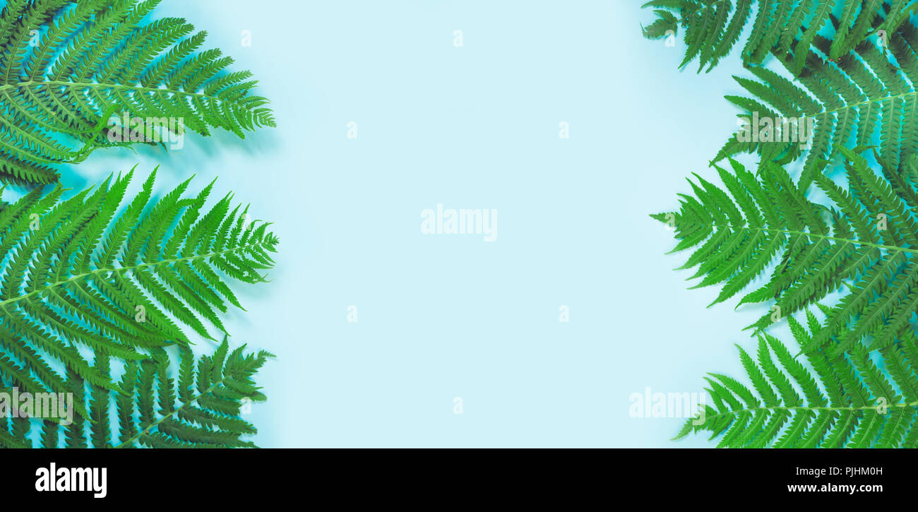 Leaves of fern on pastel blue background. Top view, isolated with copy ...