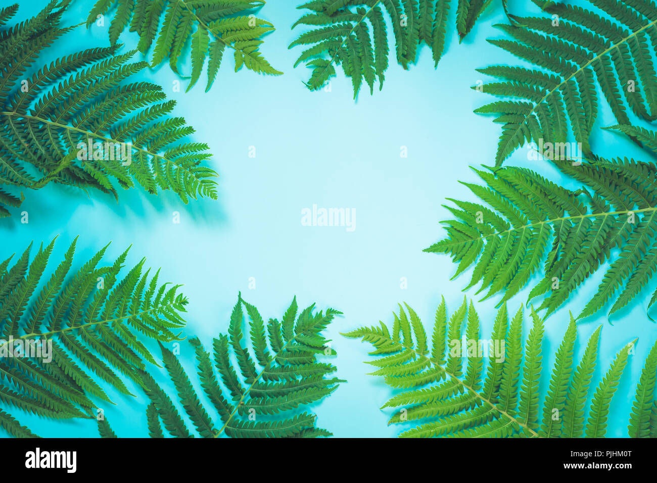 Leaves of fern on pastel blue background. Top view, isolated with copy ...