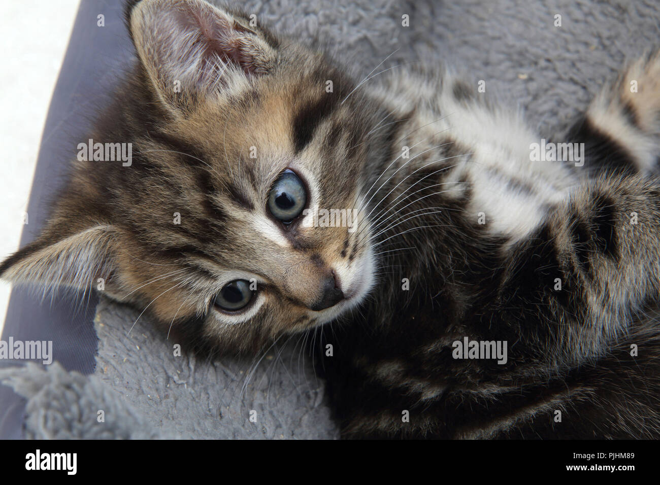 Portrait of Tabby Male Kitten (Seven Weeks Old Stock Photo - Alamy