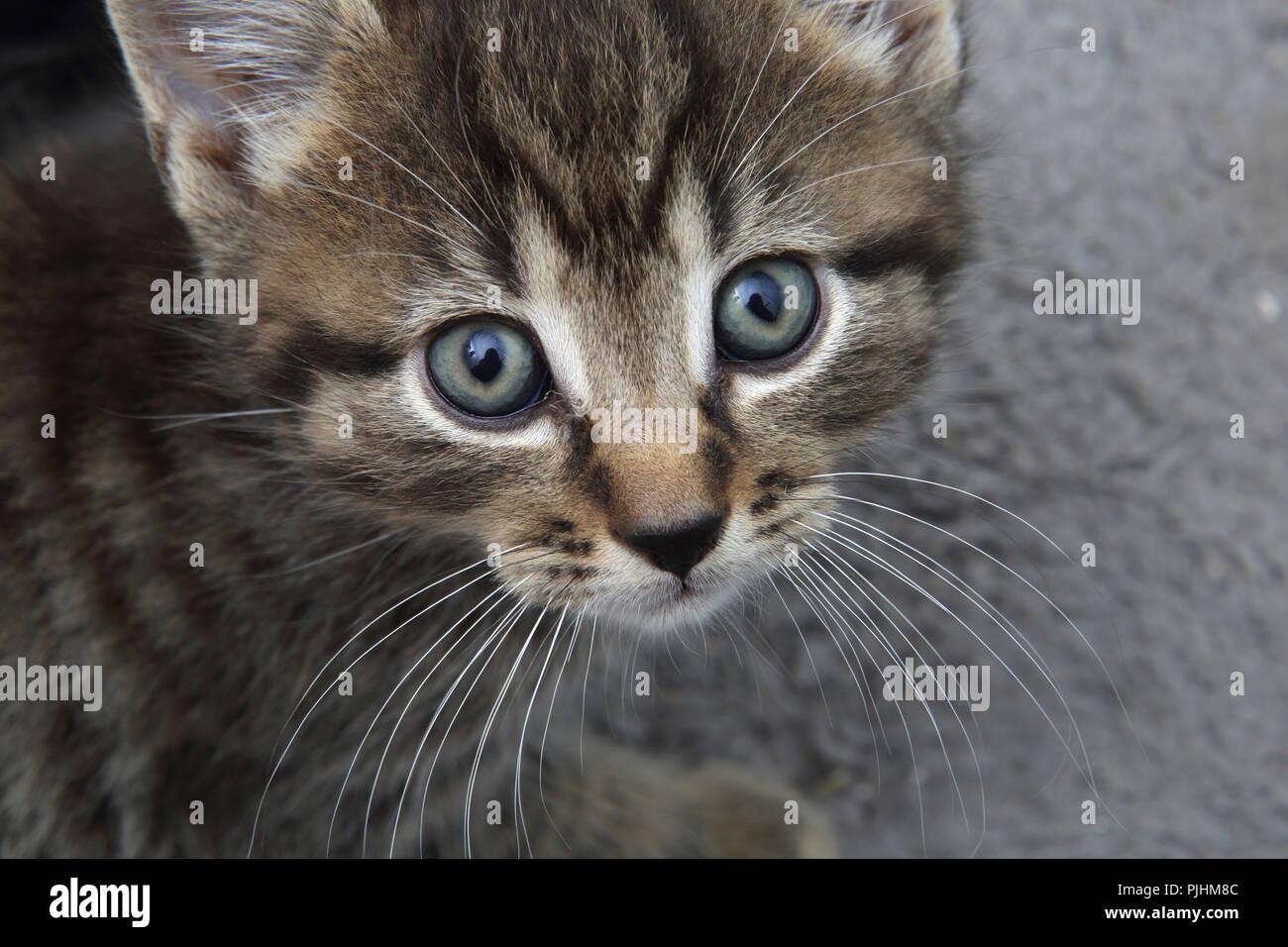Domestic male tabby hi-res stock photography and images - Alamy