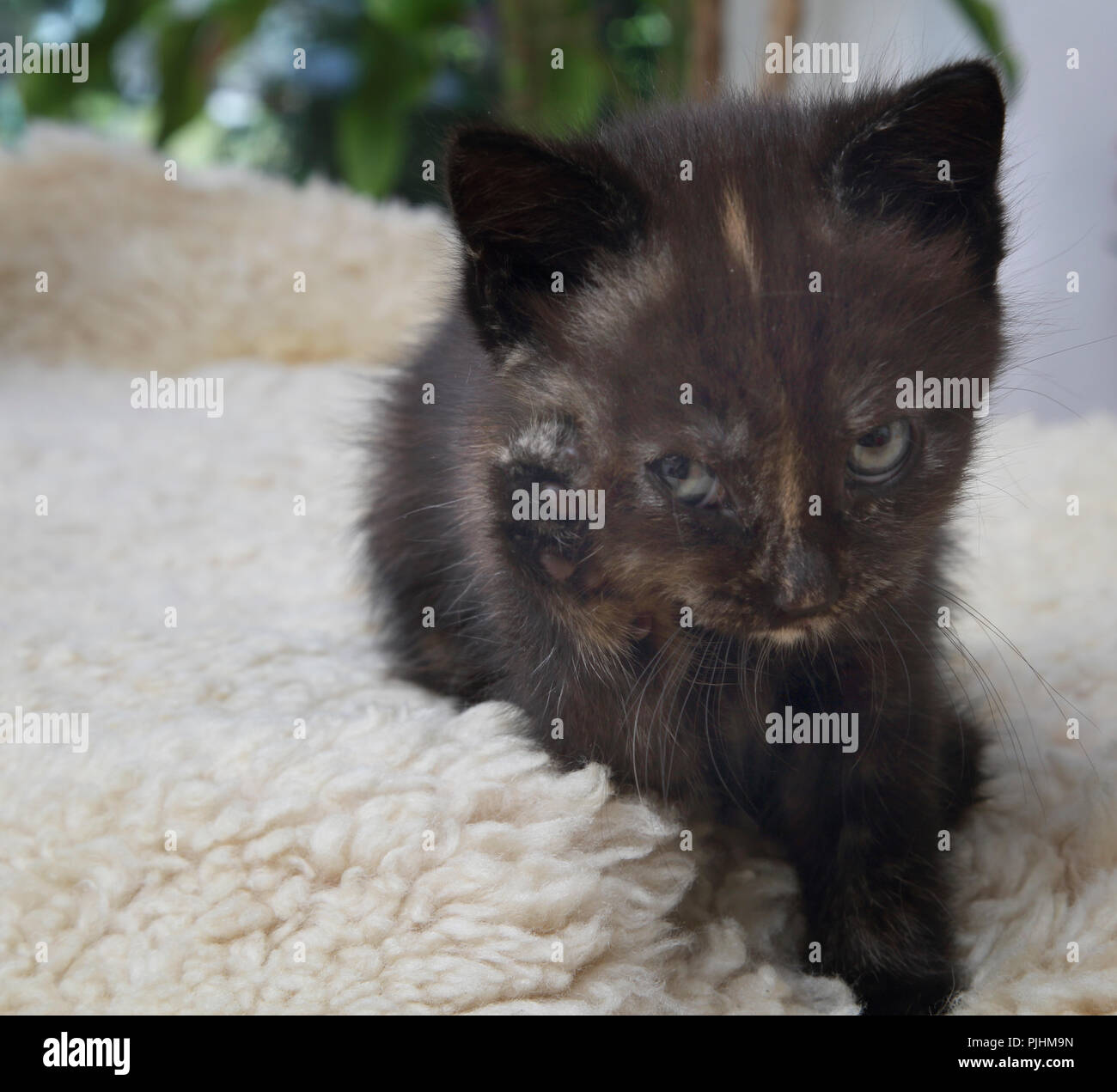 Seven Week Old Tortoishell Kitten Washing Her Face Stock Photo - Alamy