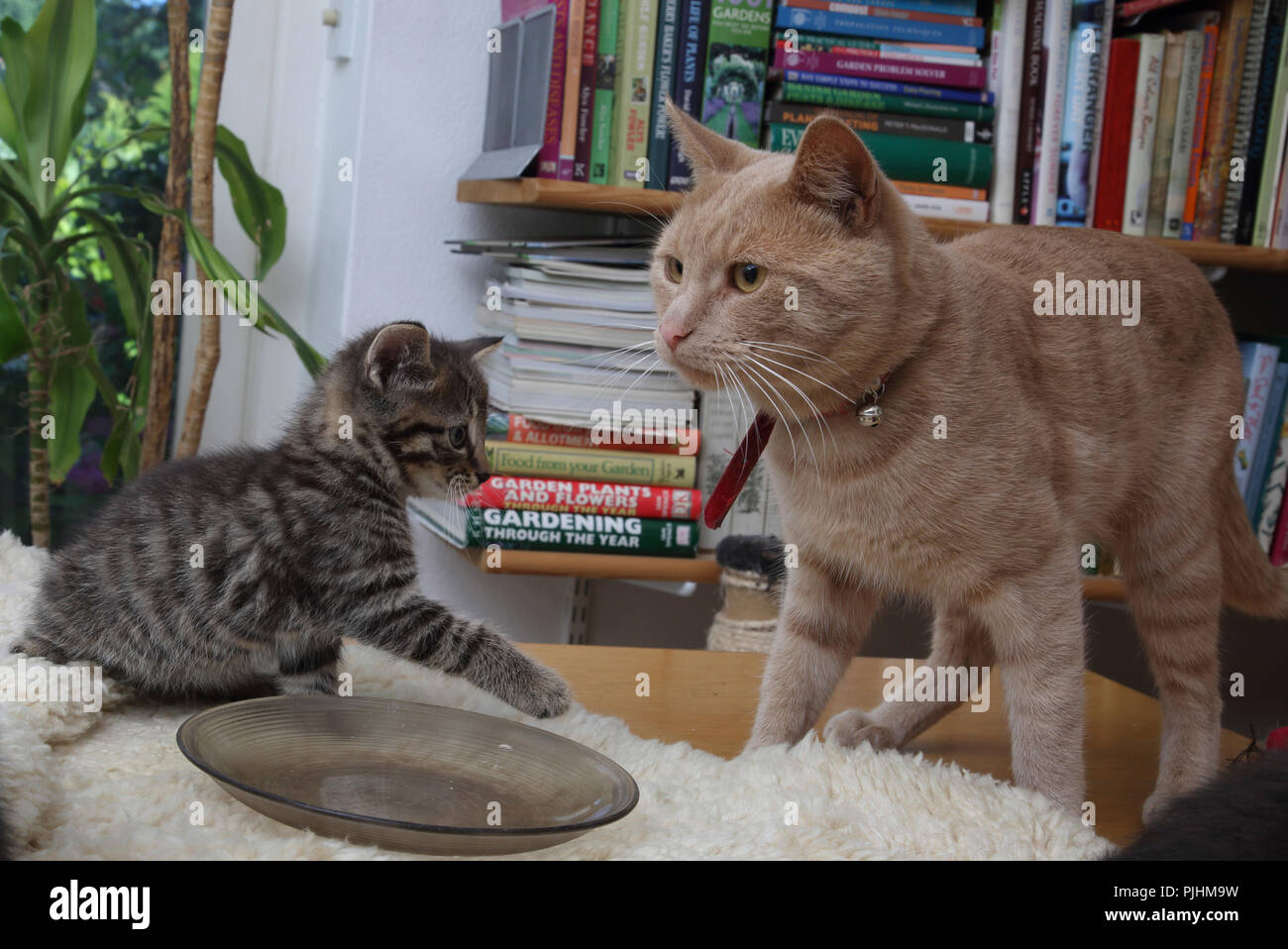 Tabby Kitten (Seven Weeks Old) with Father Ginger Tom Cat Stock Photo ...