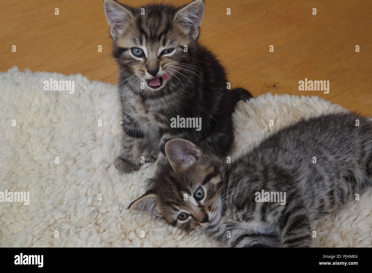 Seven Week Old Male Tabby Kittens Stock Photo - Alamy