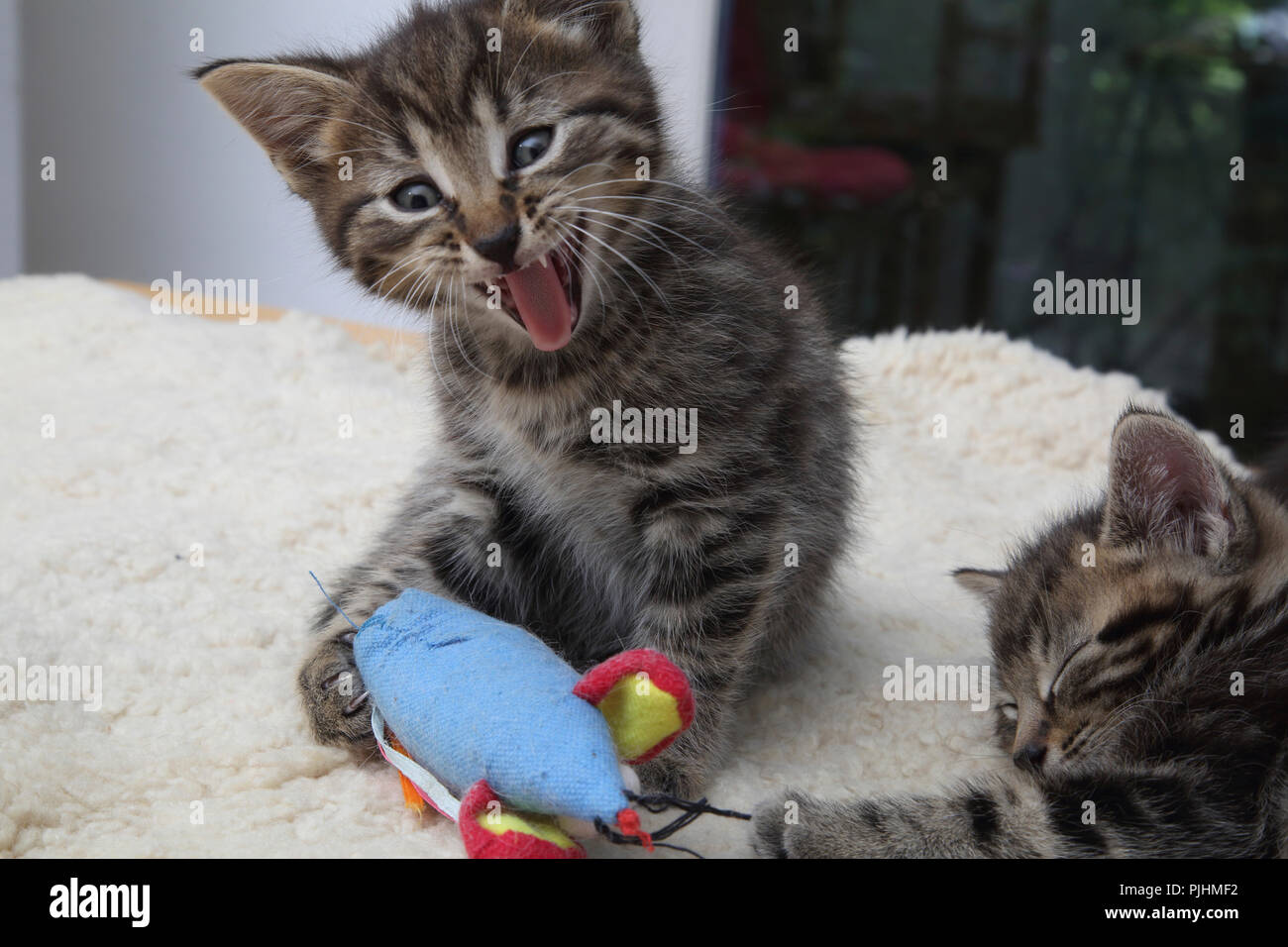 Seven Week Old Tabby Kittens Playing with Toy Mouse Stock Photo - Alamy