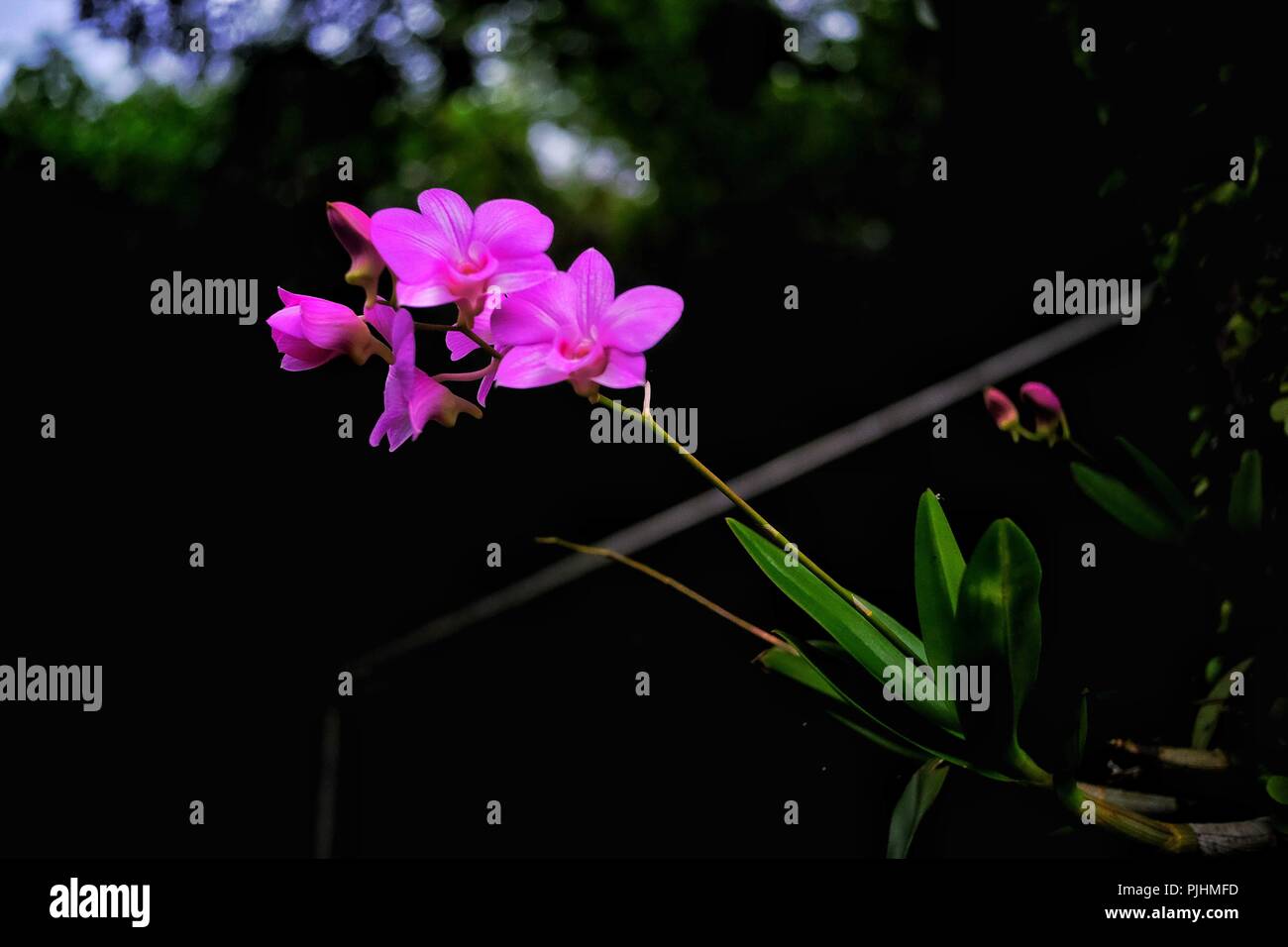 flowers in Taiwan Stock Photo - Alamy